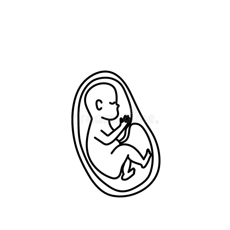 Human Fetus Development Line Art Stock Vector - Illustration of stage ...