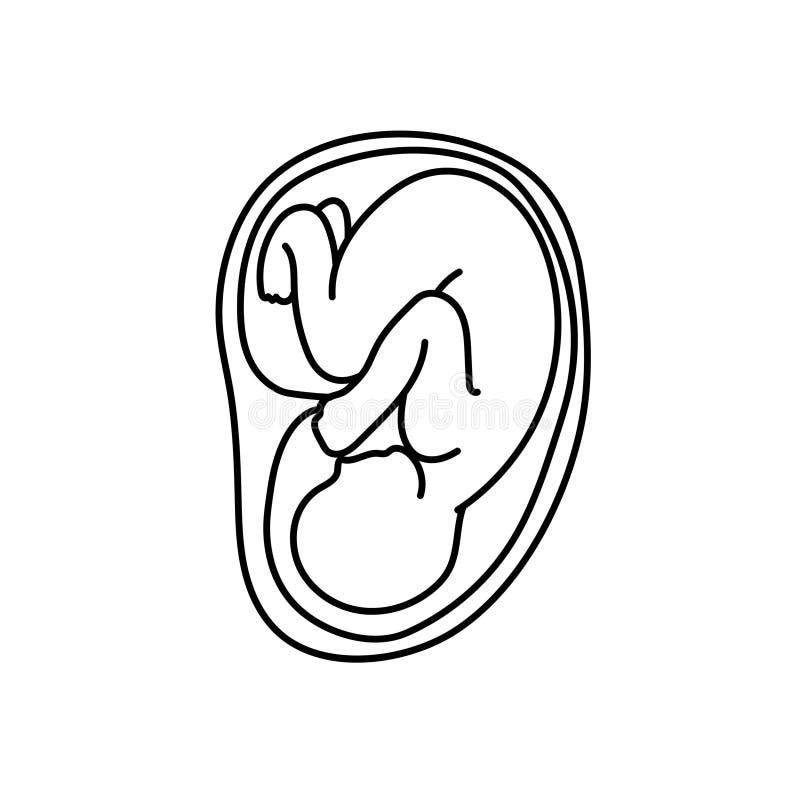 Human Fetus Development Line Art Stock Vector - Illustration of stage ...