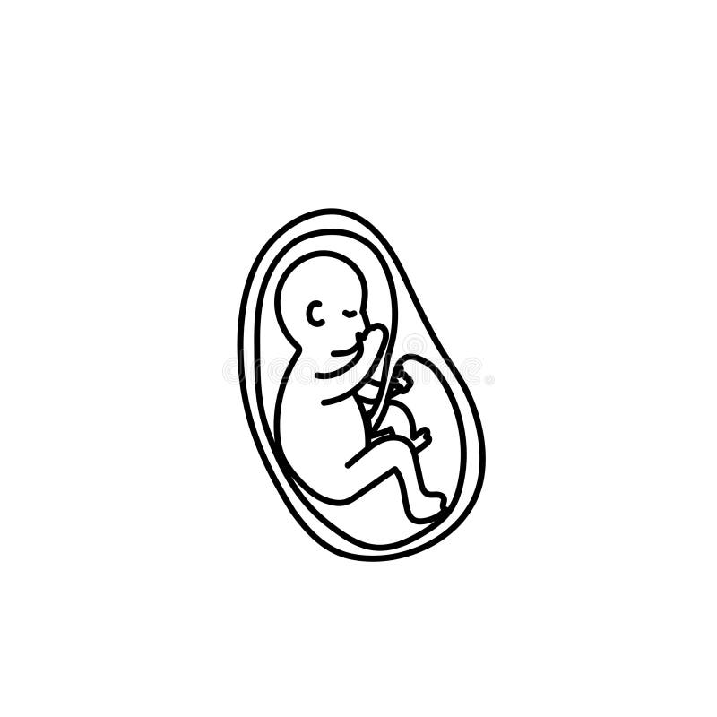 Human Fetus Development Line Art Stock Vector - Illustration of stage ...