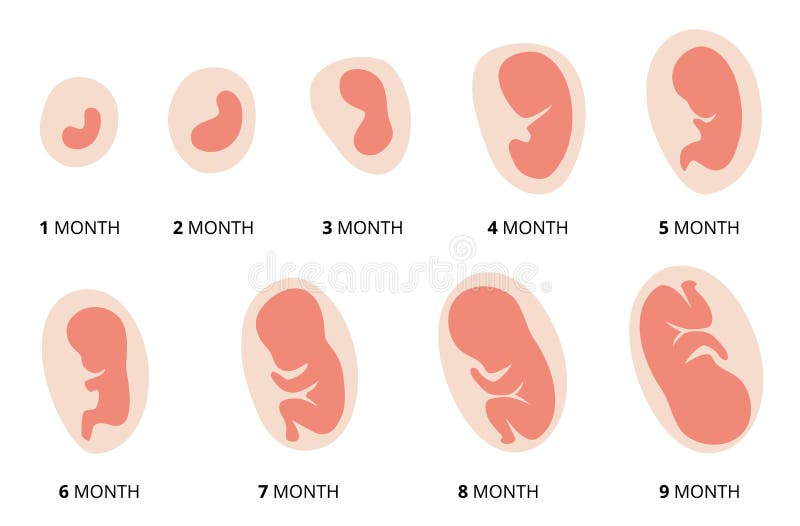 Human Fetus Development Pregnancy Illustration Showing Stages In