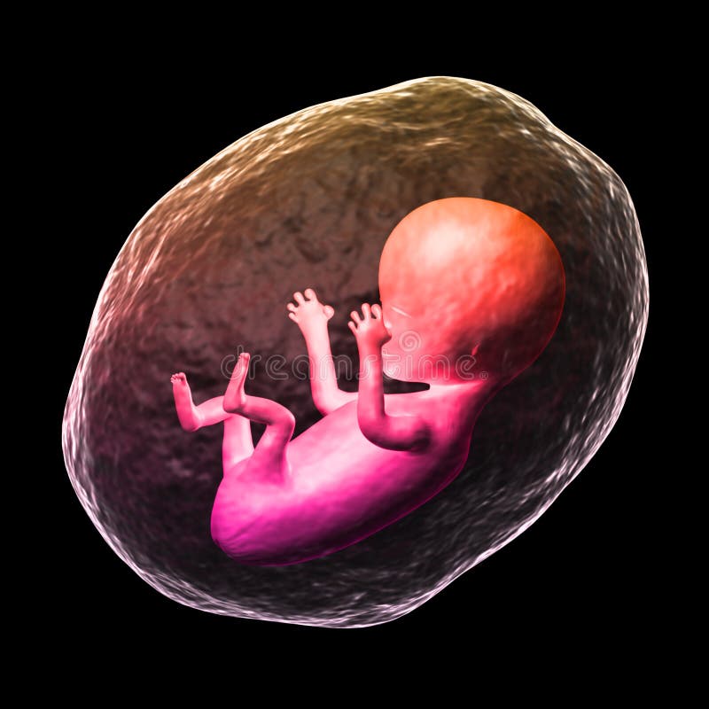 Human fetus stock illustration. Illustration of newborn - 37048198