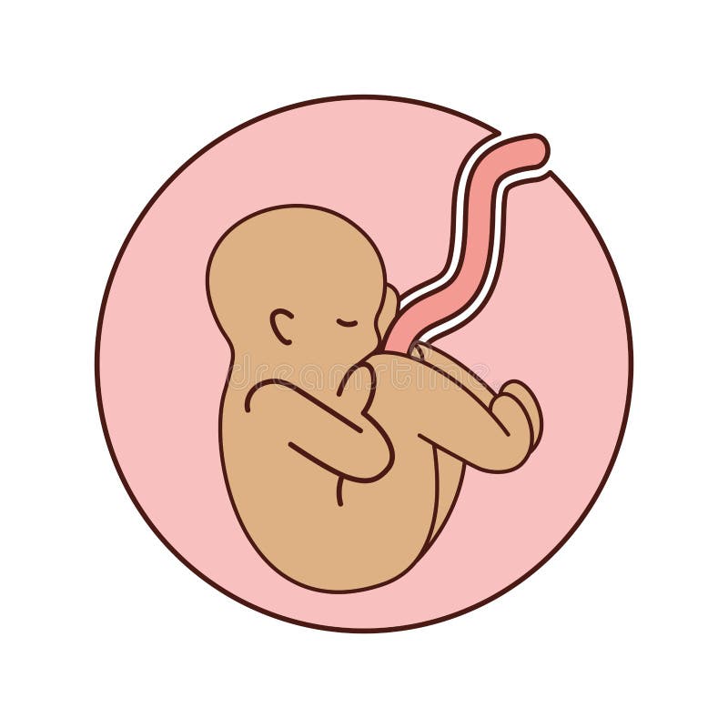 Human fetus icon stock vector. Illustration of anatomy - 96073872