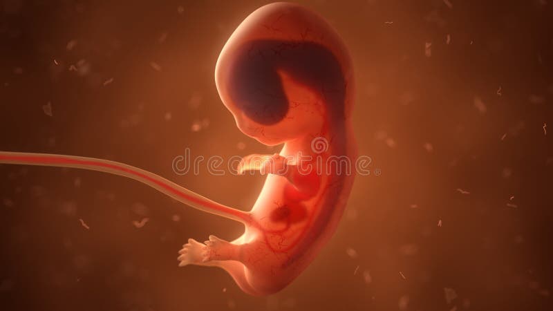 Human Fetus with Internal Organs, Development Timelaps Stock Footage ...