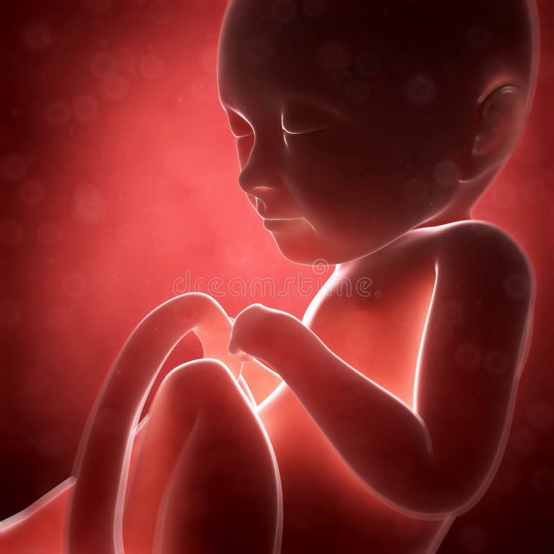 Human fetus month 5 stock illustration. Illustration of rendering ...