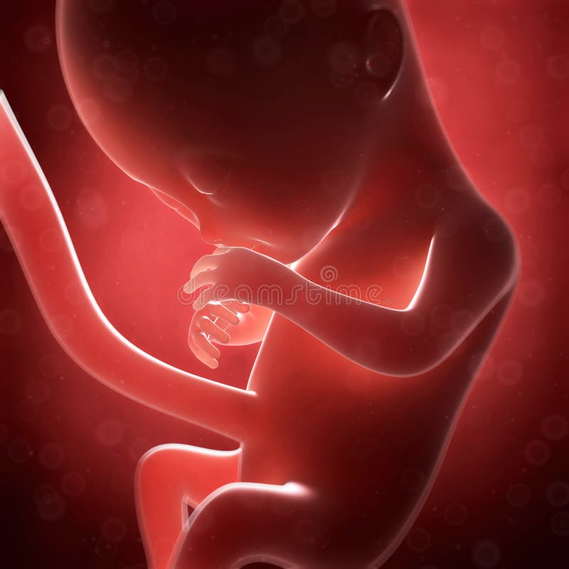 Human fetus month 7 stock illustration. Illustration of trimester ...