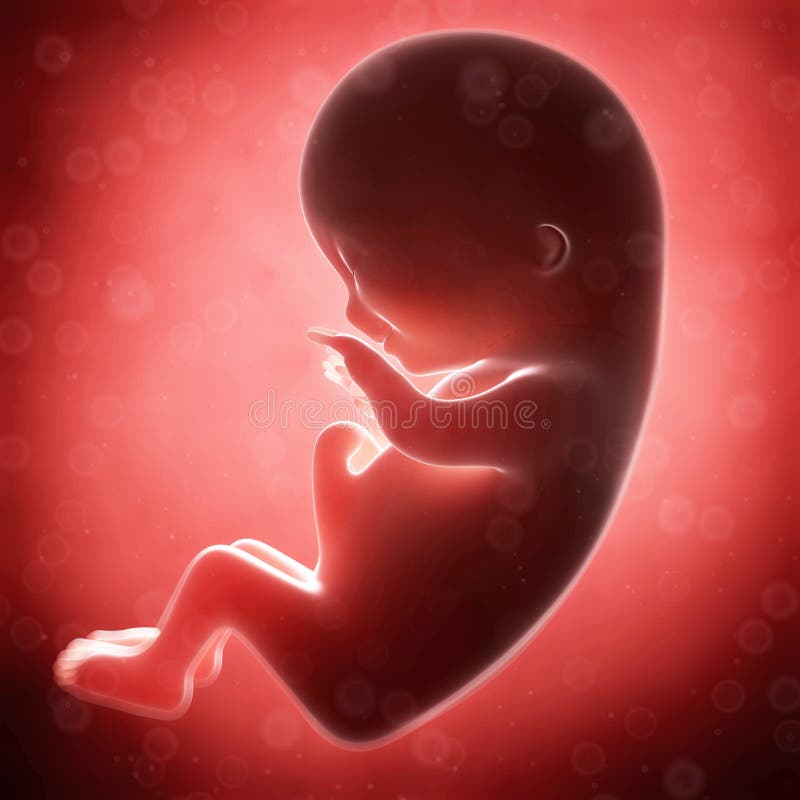 Human fetus month 3 stock illustration. Illustration of trimester ...