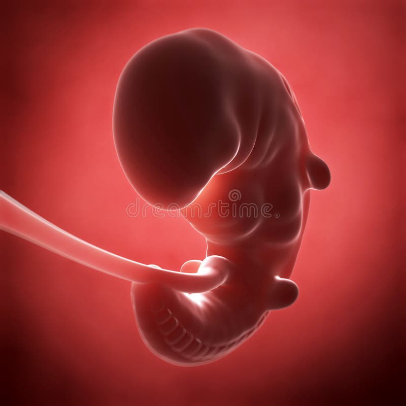 Human fetus month 1 stock illustration. Illustration of anatomy - 30722012