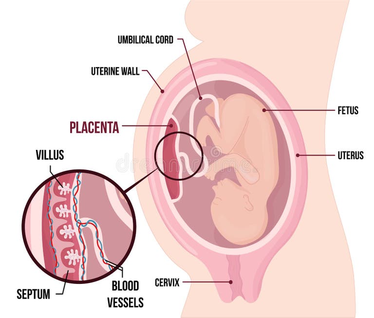 Human Fetus Placenta Anatomy Diagram Stock Illustrations – 96 Human ... Human Fetus Placenta Anatomy Diagram Stock Illustrations – 96 Human ...