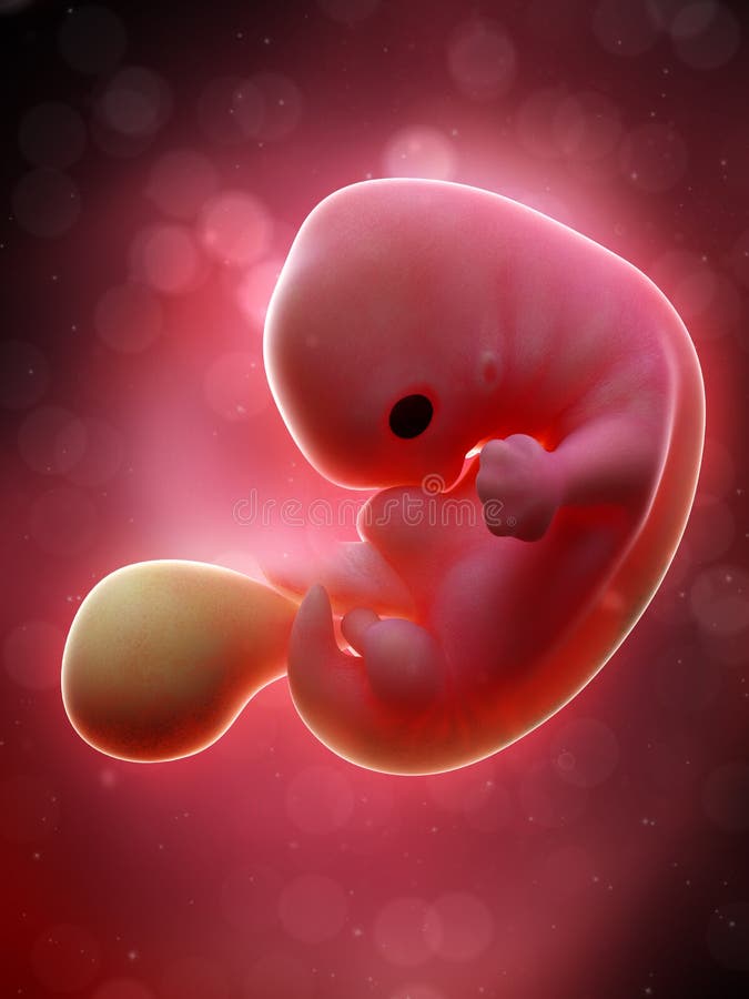 A human fetus - week 7 stock illustration. Illustration of body - 128910637