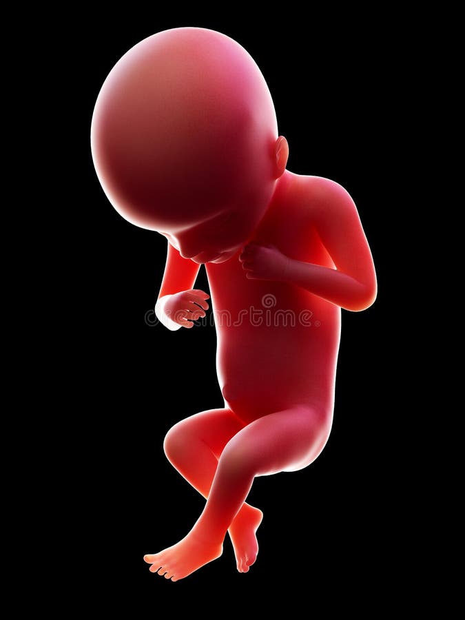 A human fetus, week 18 stock illustration. Illustration of fetus ...