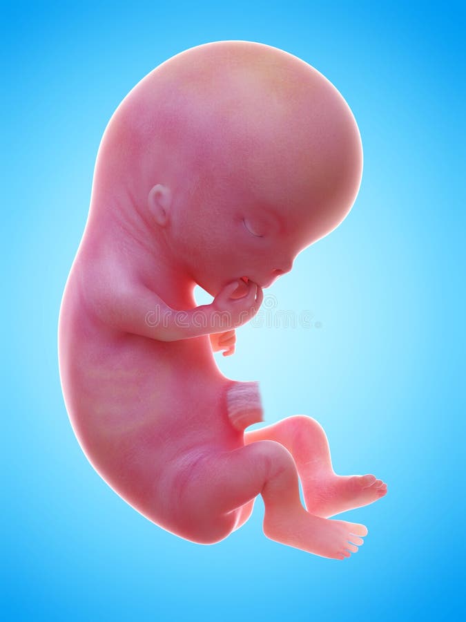A human fetus week 11 stock illustration. Illustration of placenta ...