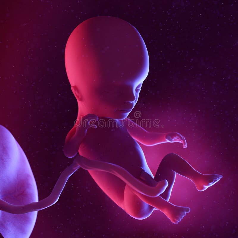 A human fetus - week 14 stock illustration. Illustration of human ...