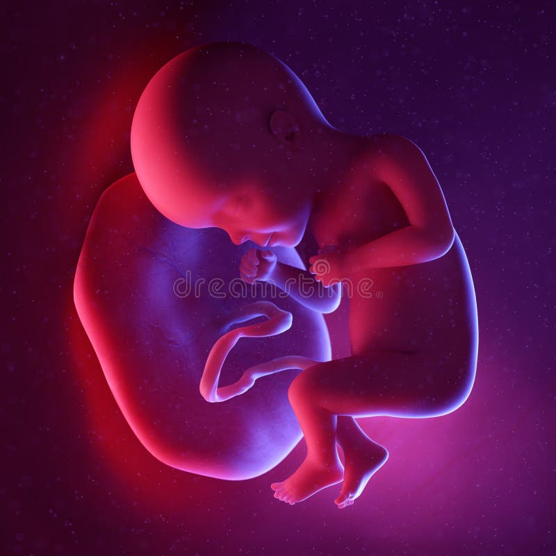 Pregnancy Week 27 Stock Illustrations – 27 Pregnancy Week 27 Stock ...