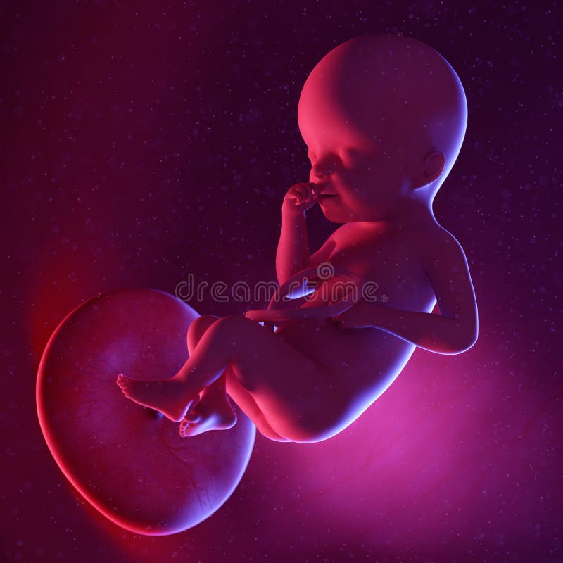 Fetal Development Week 25 Stock Illustrations – 25 Fetal Development ...