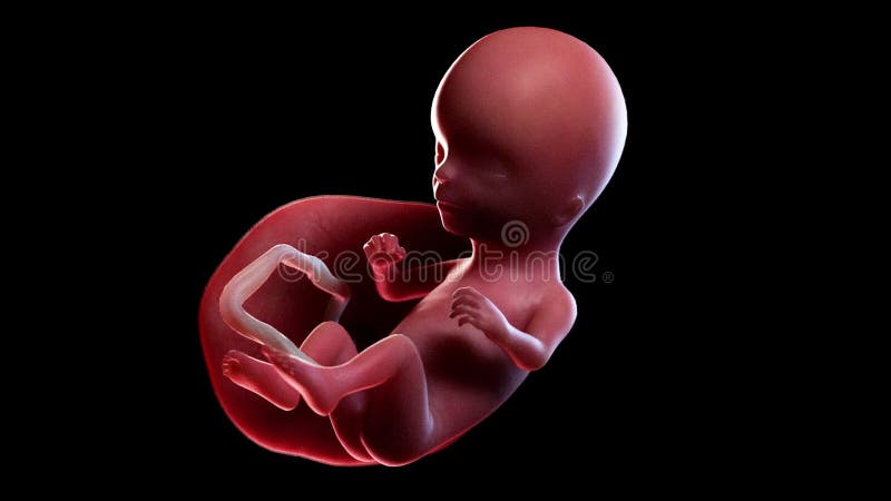 Human Fetus Baby in Womb Anatomy Animation Concept Stock Video - Video ...