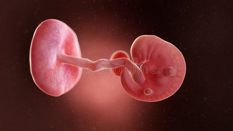 A human fetus week 6 stock footage. Video of placenta - 140236920