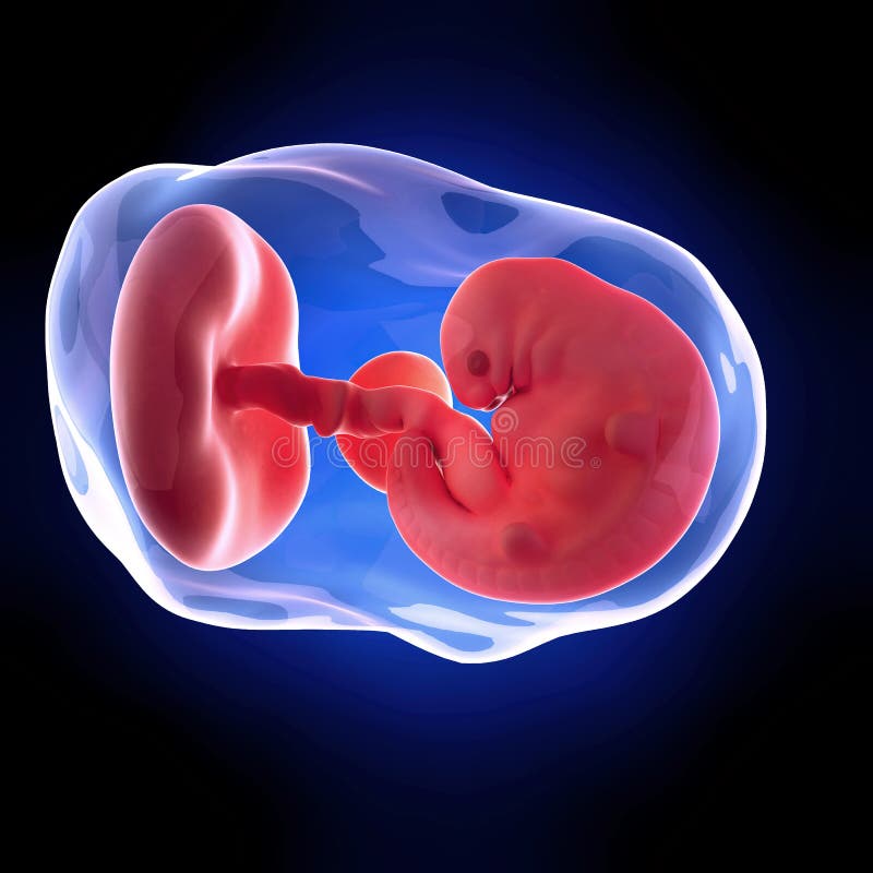 Human fetus - week 6 stock illustration. Illustration of pregnancy ...
