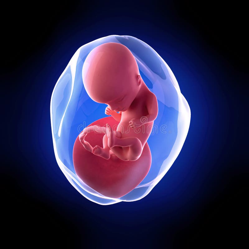 Human fetus - week 18 stock illustration. Illustration of development ...