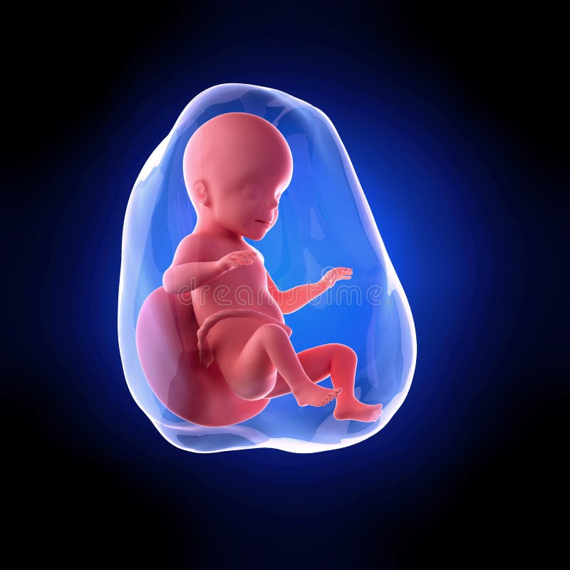 Human fetus - week 26 stock illustration. Illustration of baby - 58829894