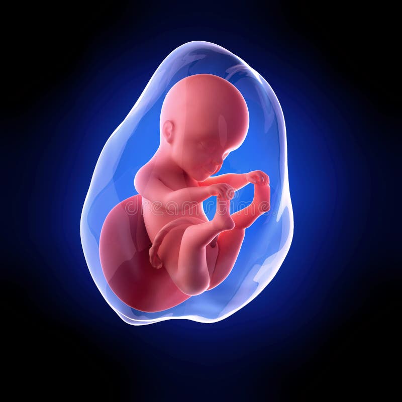 Human fetus - week 25 stock illustration. Illustration of physiology ...