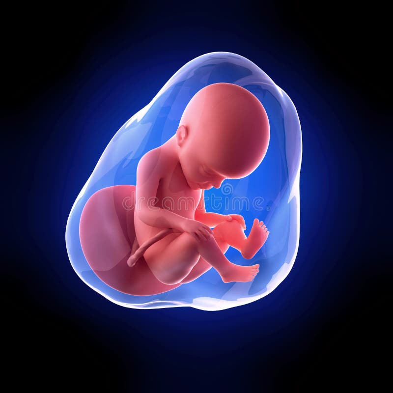 A human fetus - week 27 stock illustration. Illustration of fetal ...