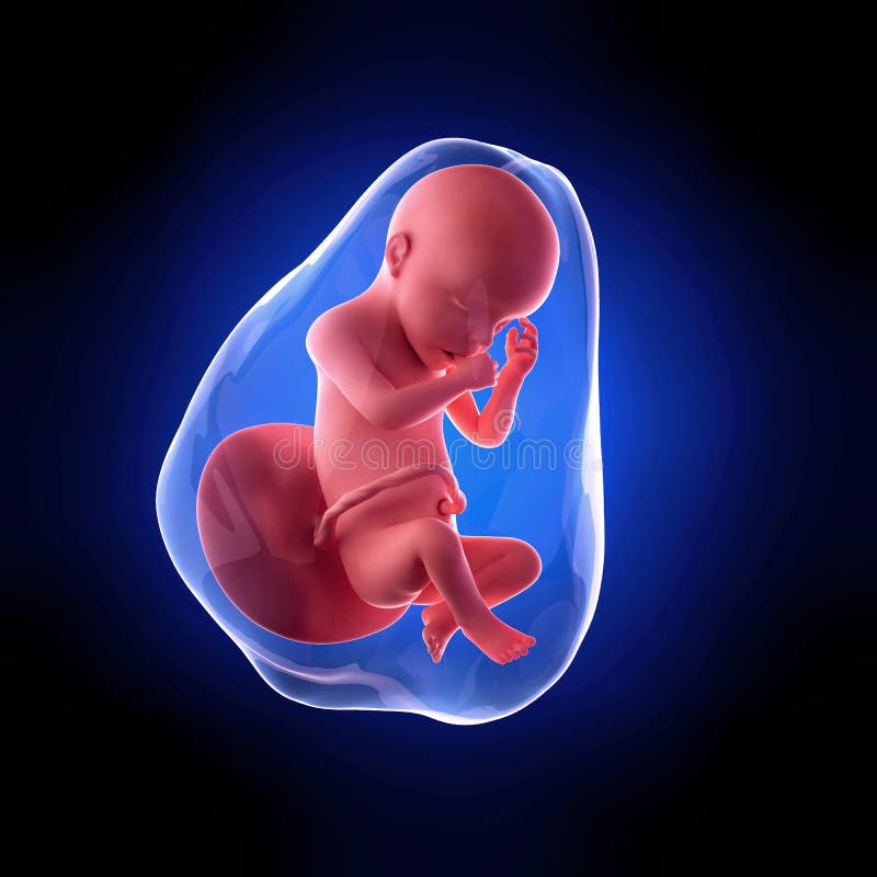 Human fetus - week stock illustration. Illustration of human - 58829913