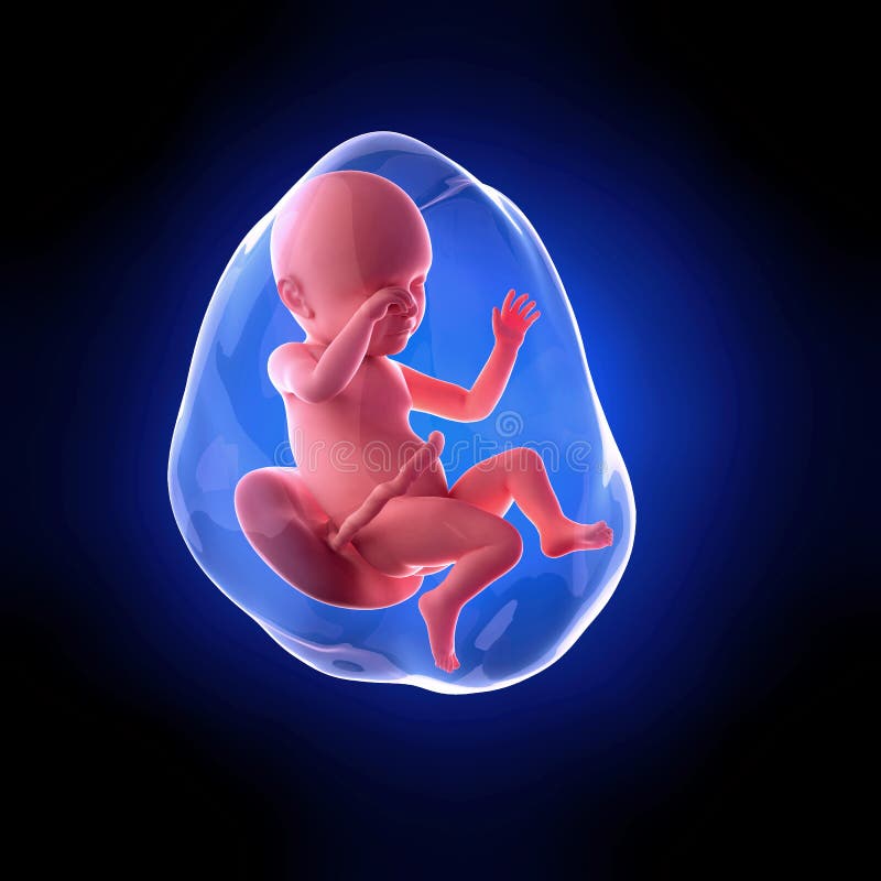Human fetus - week 39 stock illustration. Illustration of weekly - 58829969