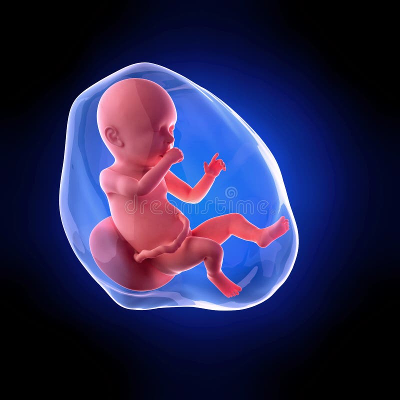 Human fetus - week 40 stock illustration. Illustration of embryo - 58829976