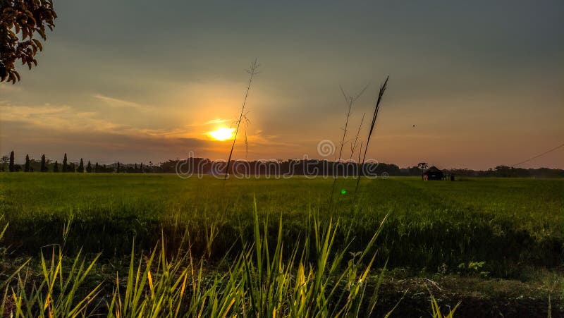 Human Field Nature Interest Human Interest Stock Photo - Image of ...