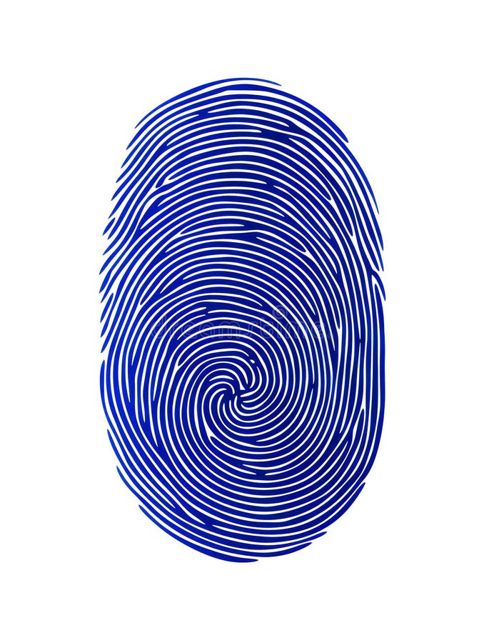 Human Fingerprint, Unique Papillary Pattern Close-up Isolated Stock ...