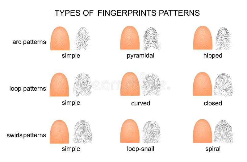 Human fingerprints stock vector. Illustration of identification - 78504209