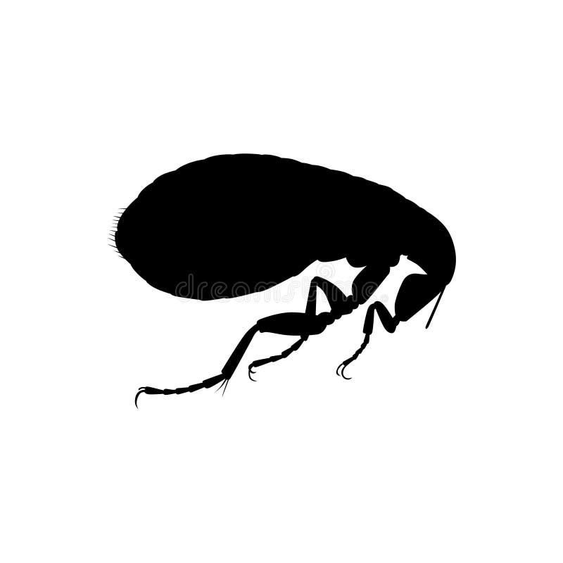 Human Flea. Realistic Hand Drawing Black and White Vector Illustration ...