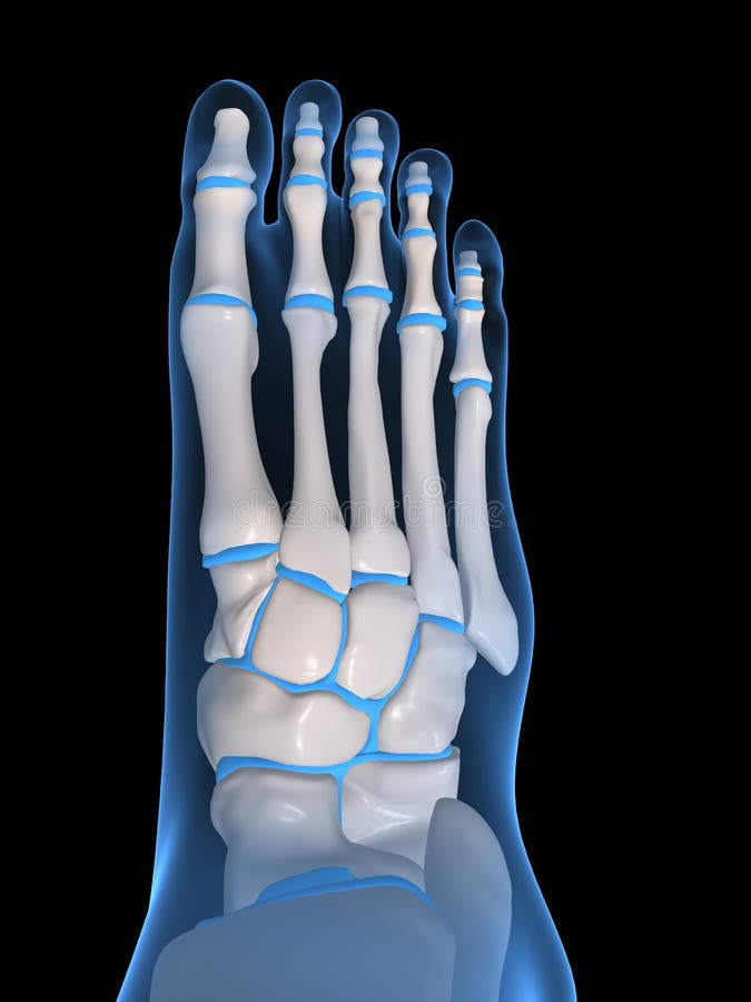 Human Foot Bones Front And Side View Anatomy Stock Vector ...