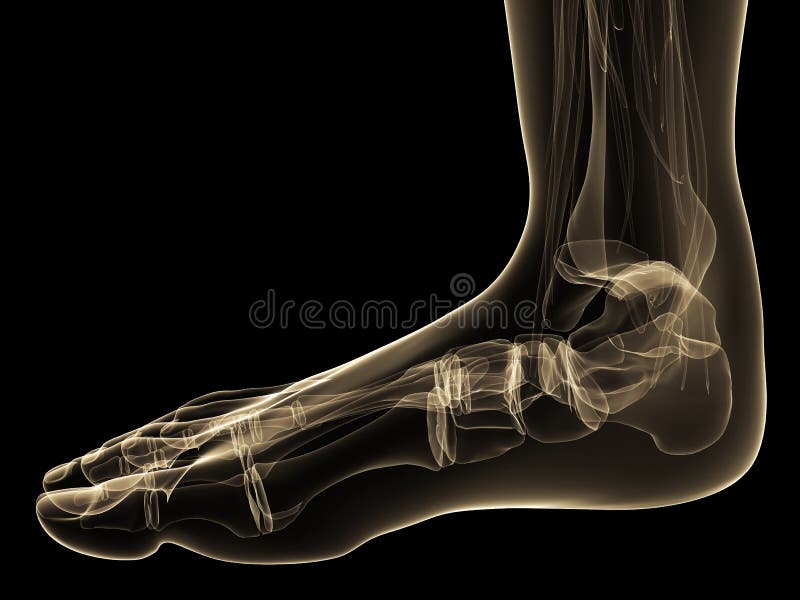 Drawing of left human foot stock illustration. Illustration of nail ...