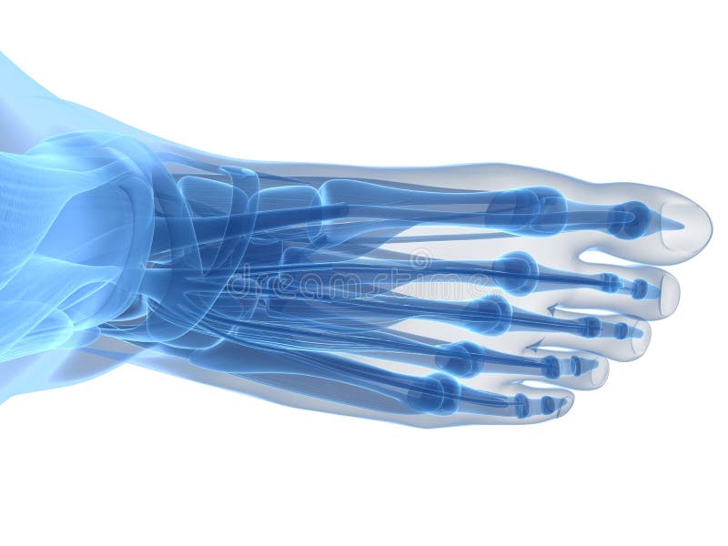 Human foot stock illustration. Illustration of foot, osteoporosis - 2462742