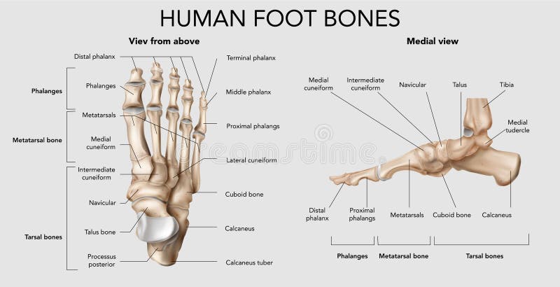 Human Foot Bones Composition Stock Vector - Illustration of science ...