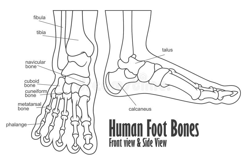 Human Foot Bones Front and Side View Anatomy Stock Vector ...