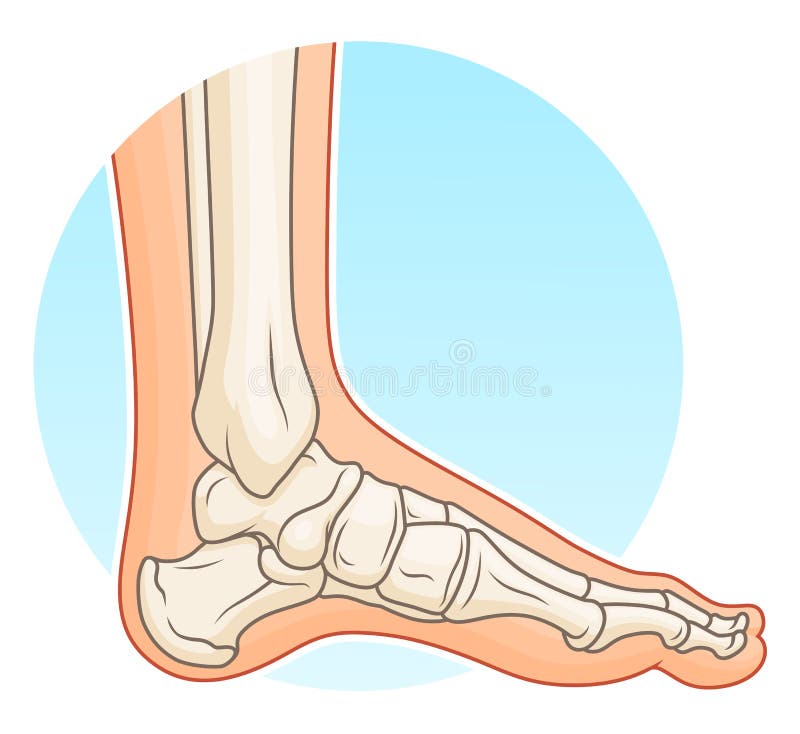 Foot Bones stock vector. Illustration of anatomy, medicine - 13250126