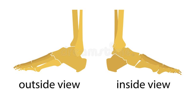Human Foot Bones View from the Outside and Inside. Vector Illustration ...