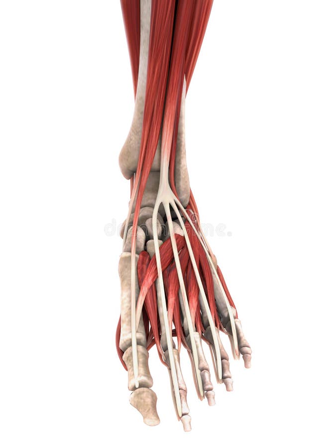 Human Foot Muscles Anatomy stock illustration. Illustration of ligament ...