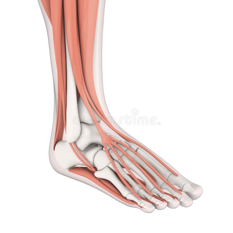 Human Foot Muscles Anatomy stock illustration. Illustration of ligament ...