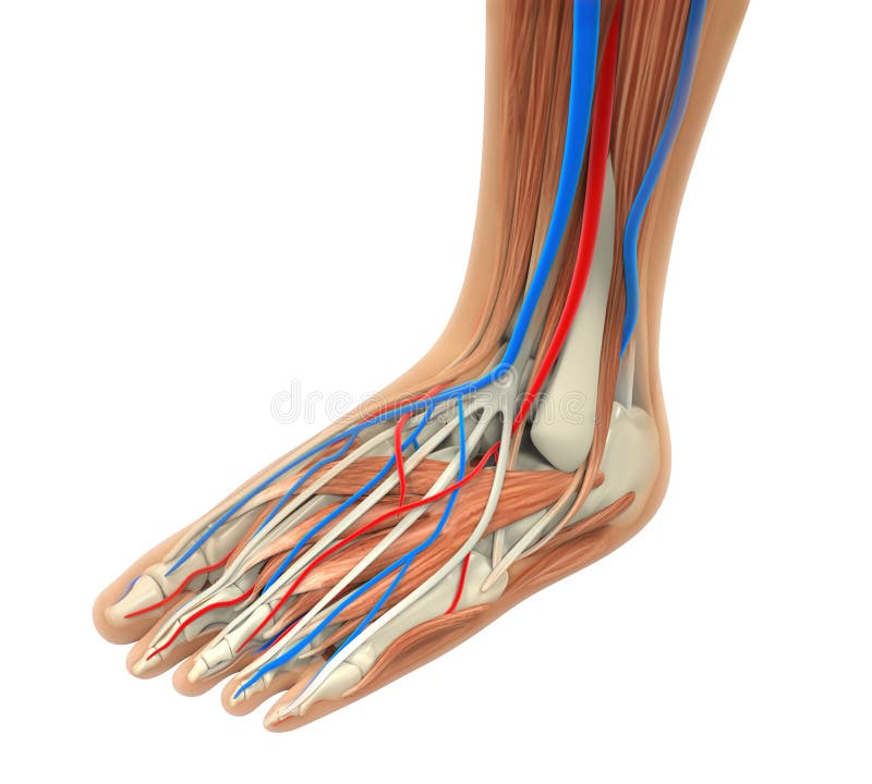 Human Foot Muscles Anatomy stock illustration. Illustration of ligament ...