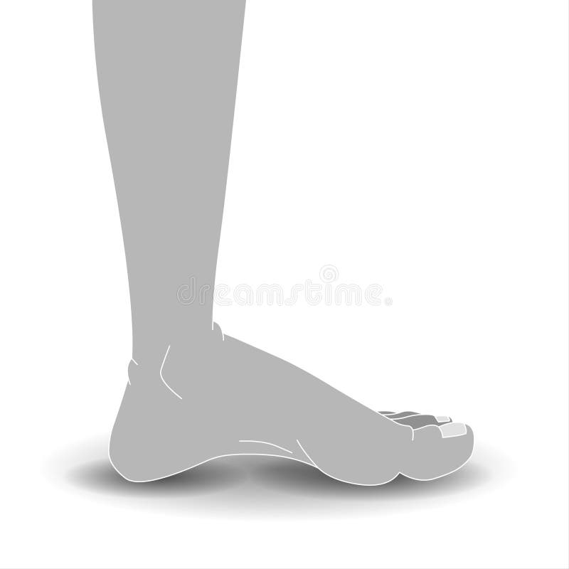 Human Foot on a White Background with Shadow. Stock Illustration ...