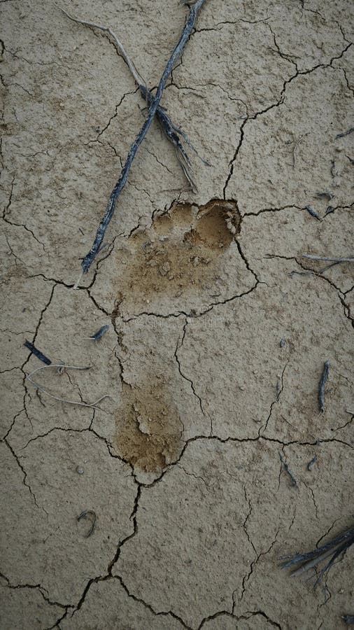 Human Footprint on the Dried Muddy Ground. Stock Image - Image of soil ...