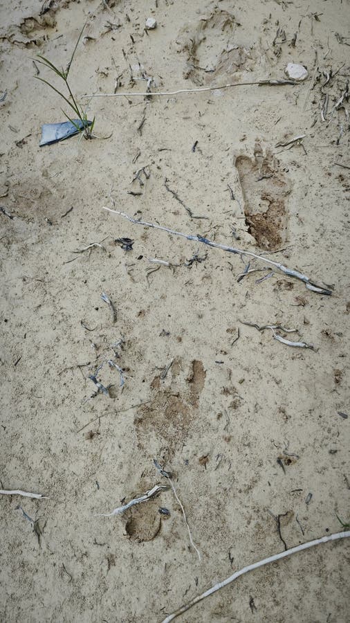 Human Footprint on the Dried Muddy Ground. Stock Image - Image of foot ...