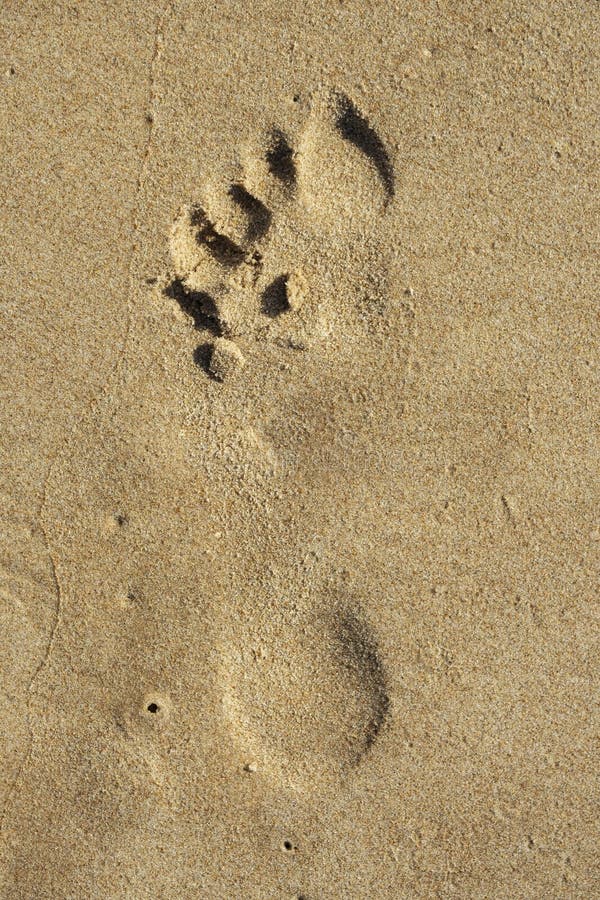 Human Footprint of Left Foot in Beach Sand Stock Photo - Image of left ...