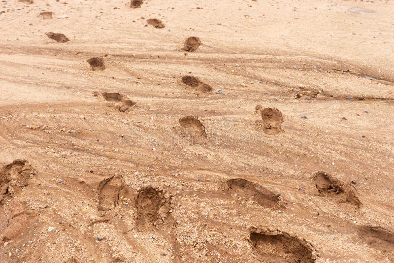 Human Footprints In The Brown Sandy Ground Stock Image - Image of ...