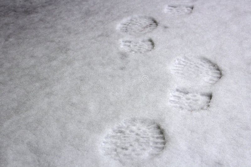 Human Footprints on the First Snow. Blurred Front and Back Background ...