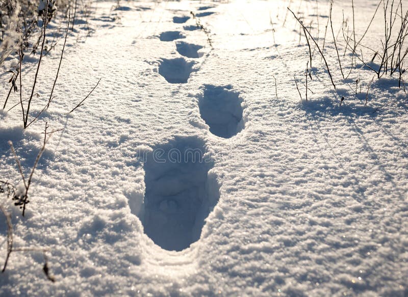 Human Footprints on the Frosty Snow Stock Image - Image of fresh, trace ...