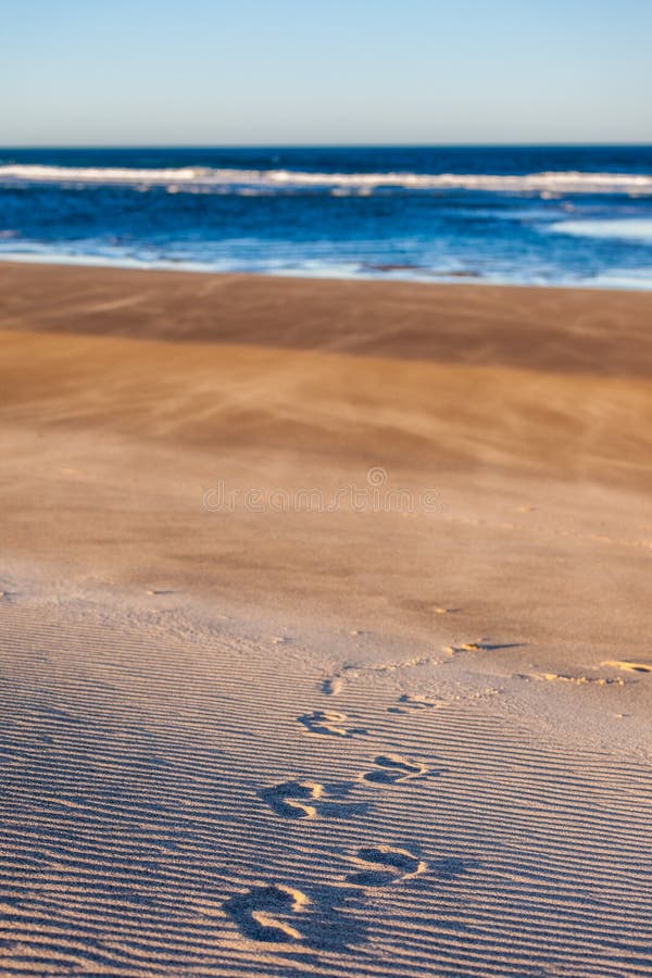 Human Footprints in Sand on a Beach Stock Image - Image of peaceful ...